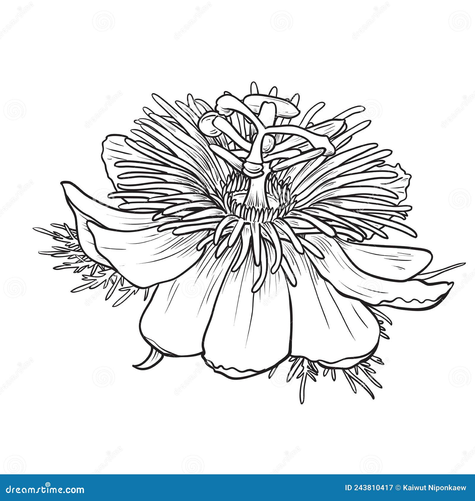 Decorative Passiflora Flower Vector Illustration Stock Vector ...