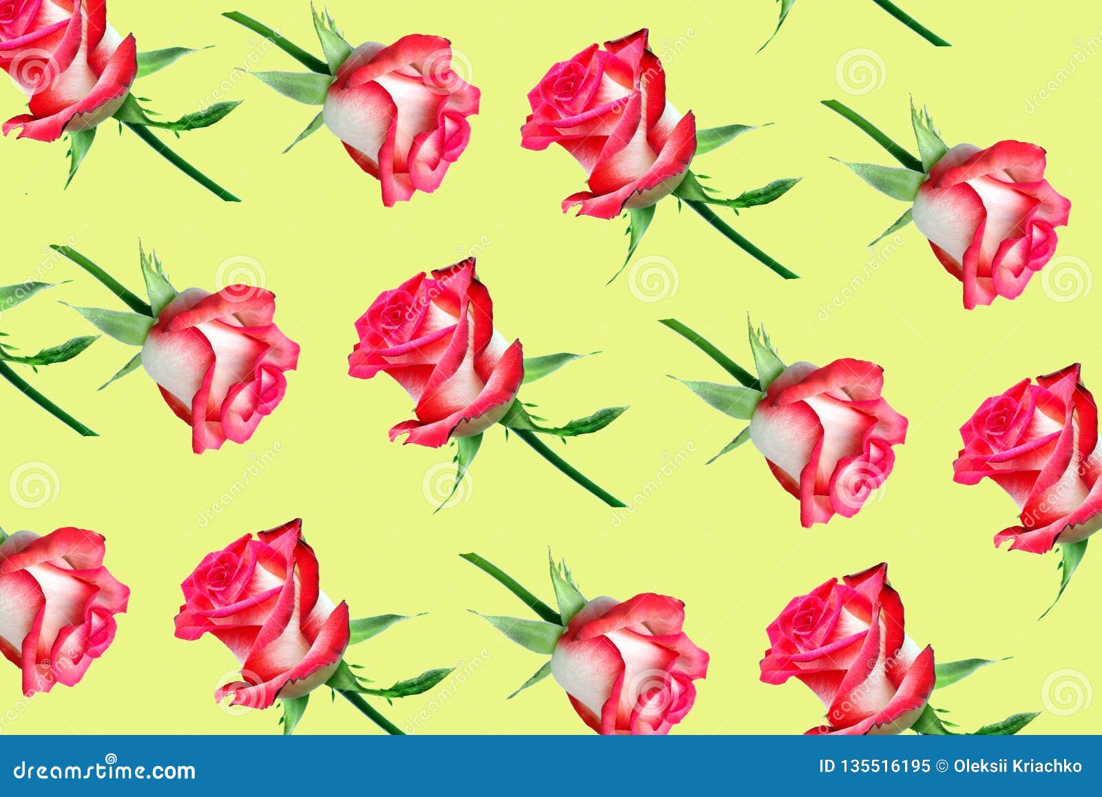 Decorative Pattern of Bright Pink Roses Stock Illustration ...