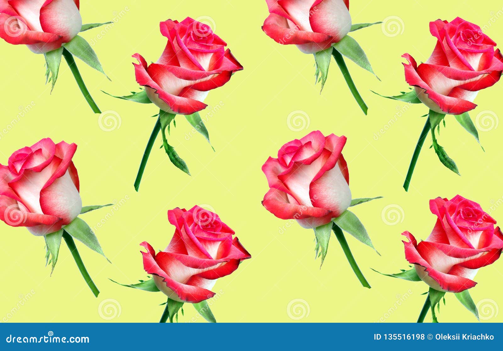 Decorative Pattern of Bright Pink Roses Stock Illustration ...