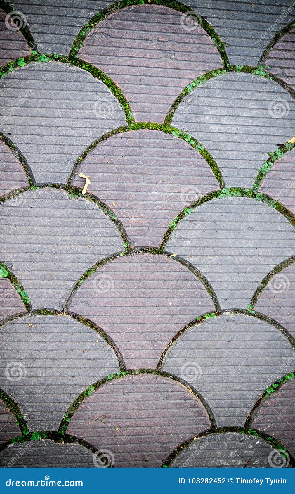 Decorative Paving Tile. Background, Texture, Pattern. Stock Photo ...