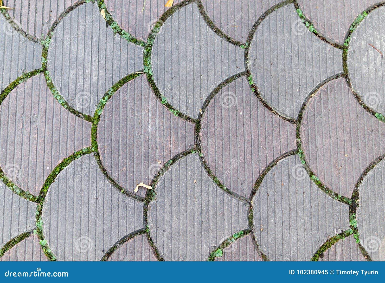 Decorative Paving Tile. Background, Texture, Pattern. Royalty-Free ...
