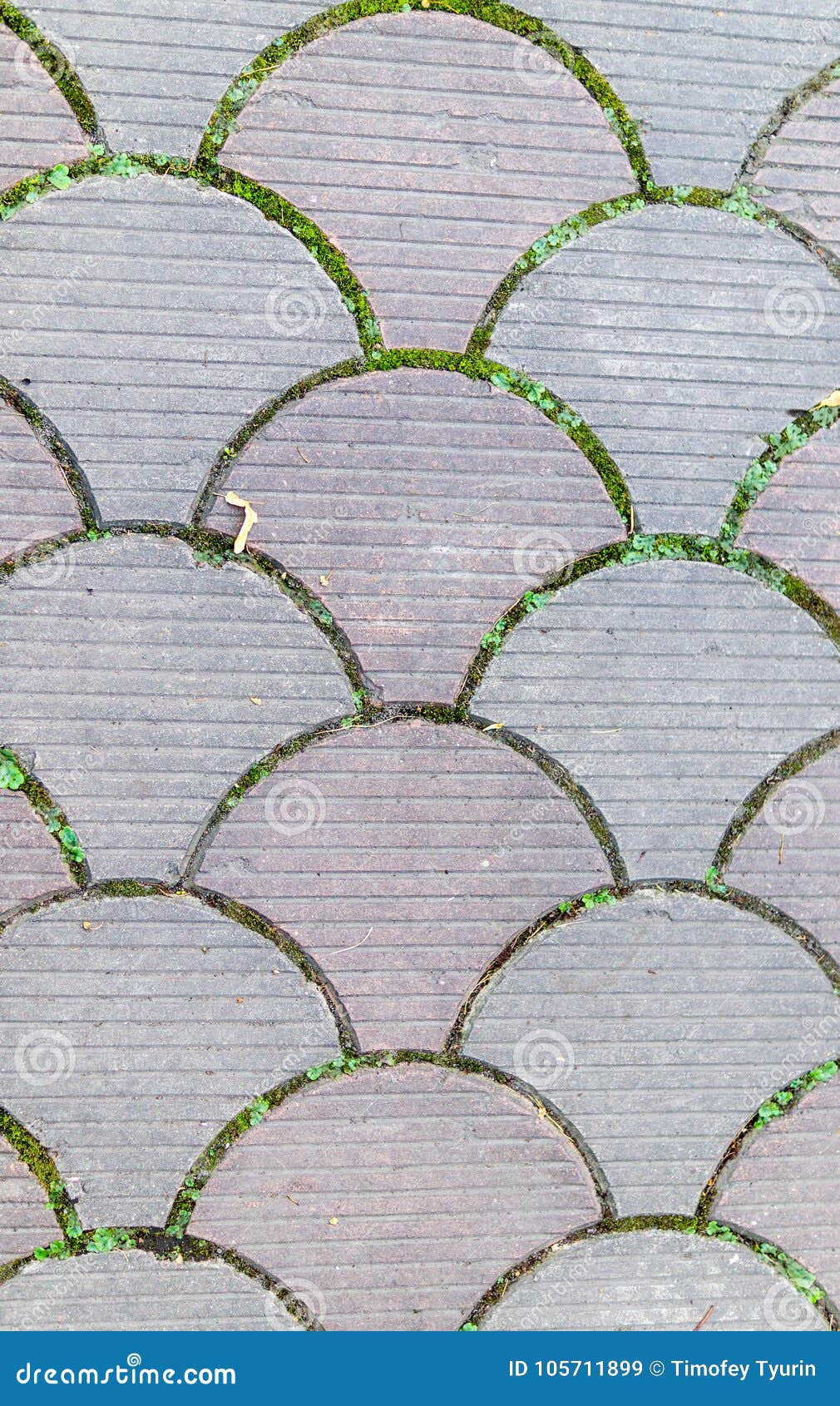 Decorative Paving Tile. Background, Texture, Pattern. Royalty-Free ...