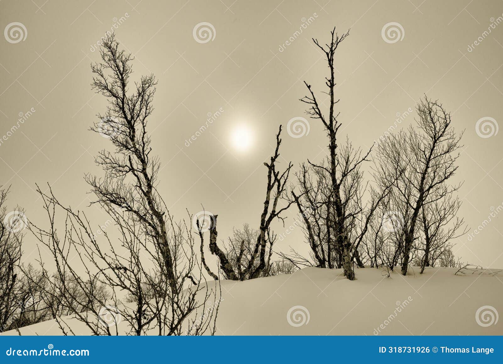 Winter Landscape in a Diffuse and Mystical Light in Sepia Stock Photo ...