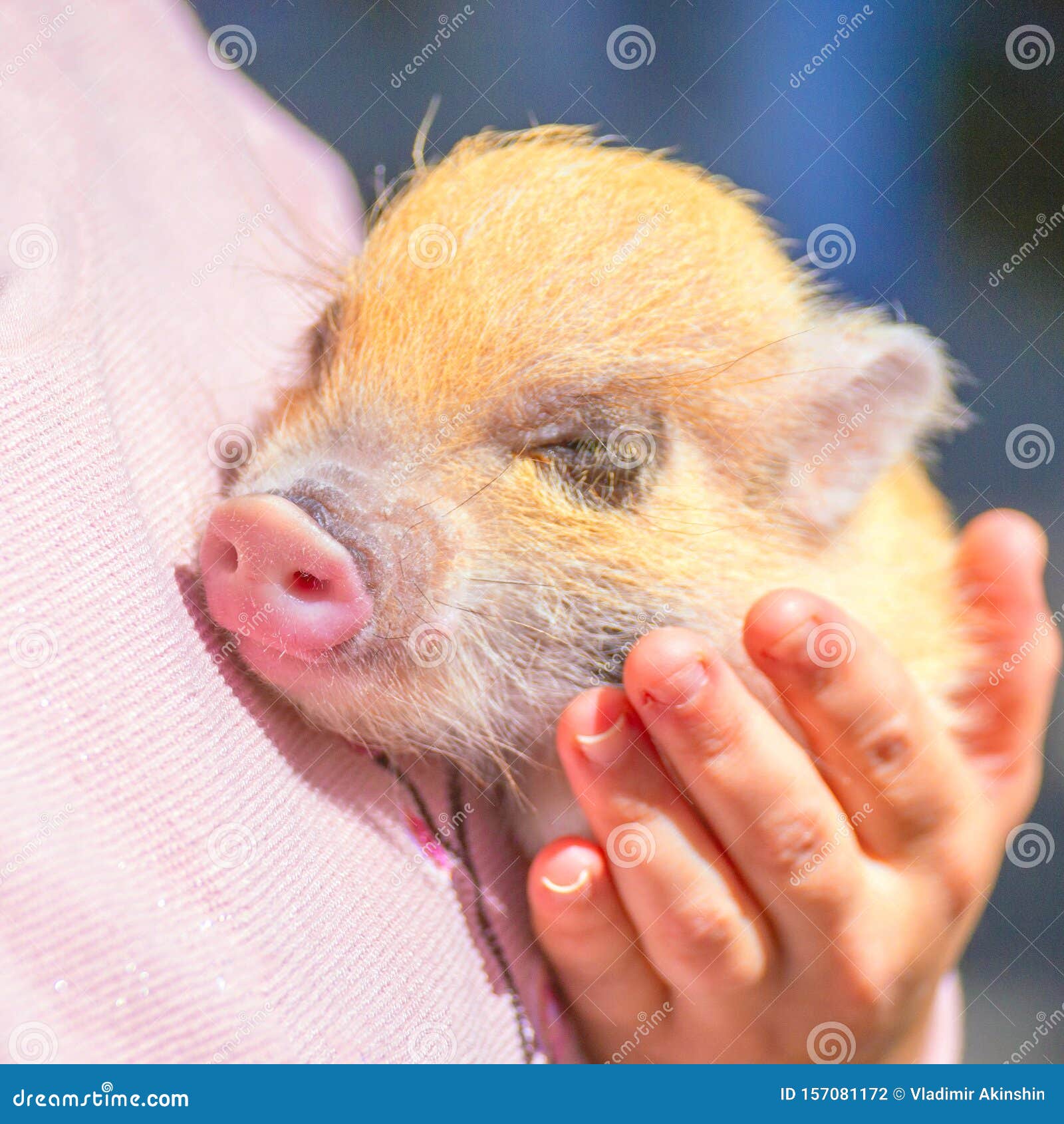 Decorative Pig on the Hands of the Hostess. Stock Photo - Image of mini ...