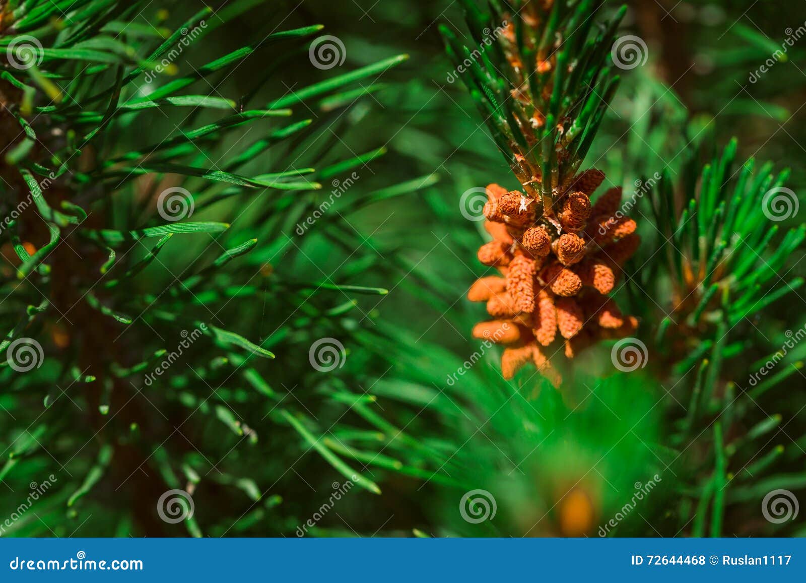 Decorative Pine Bush on a Background of Leaves Stock Photo - Image of ...