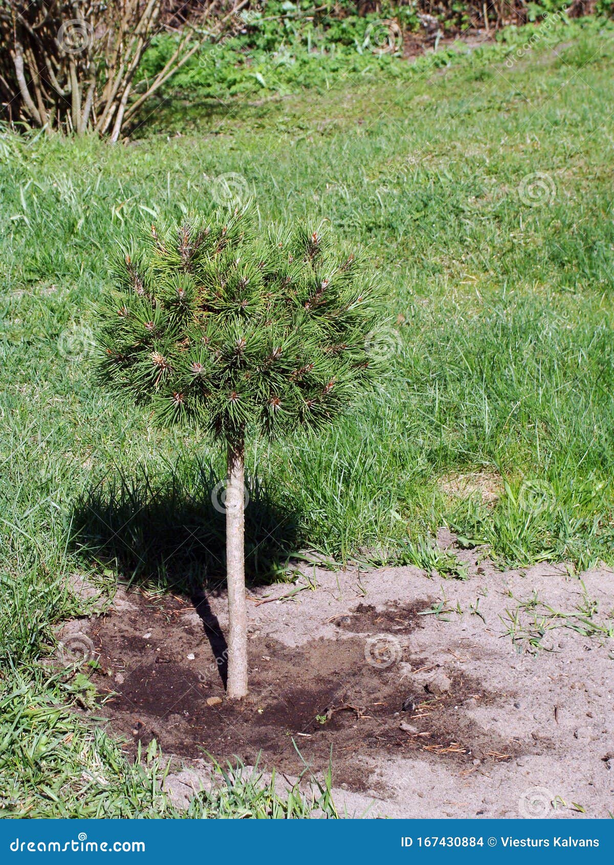 Decorative pine 2 stock photo. Image of green, garden - 167430884