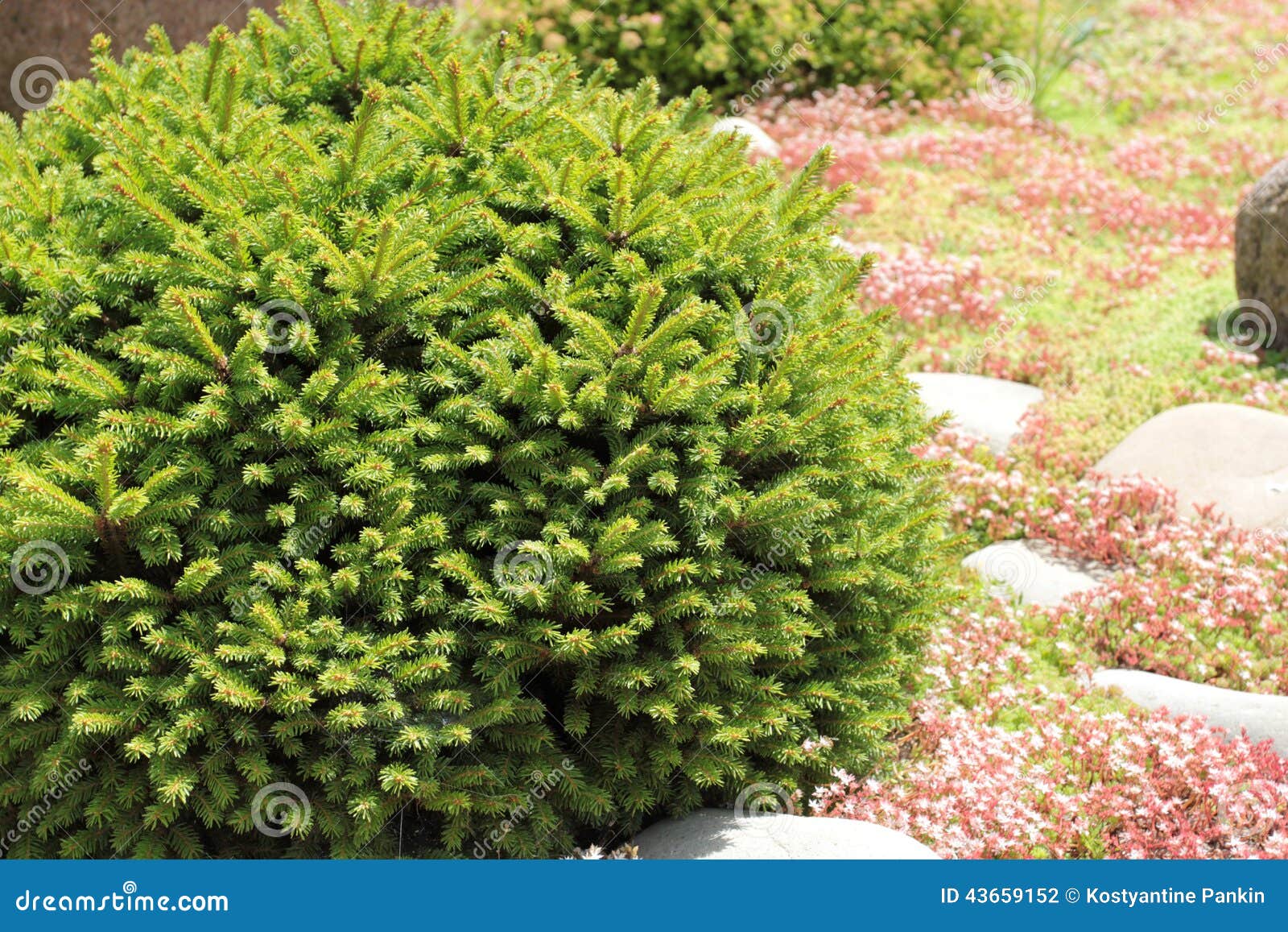 Decorative pine stock photo. Image of forest, green, christmas - 43659152