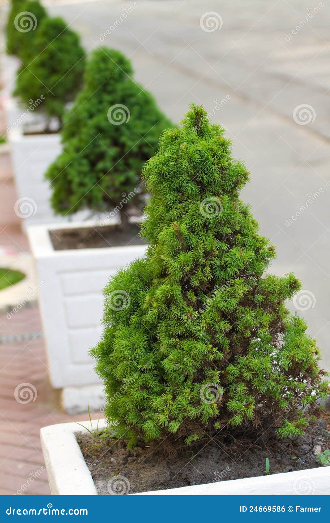 Decorative pine trees stock photo. Image of beauty, decorative - 24669586