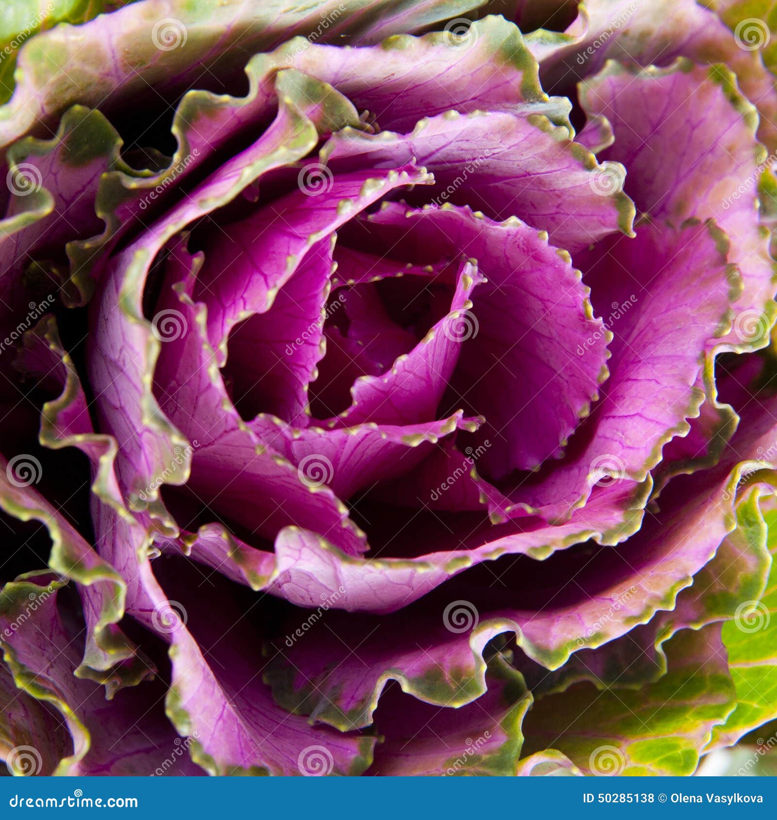 Decorative pink cabbage stock photo. Image of food, flora - 50285138
