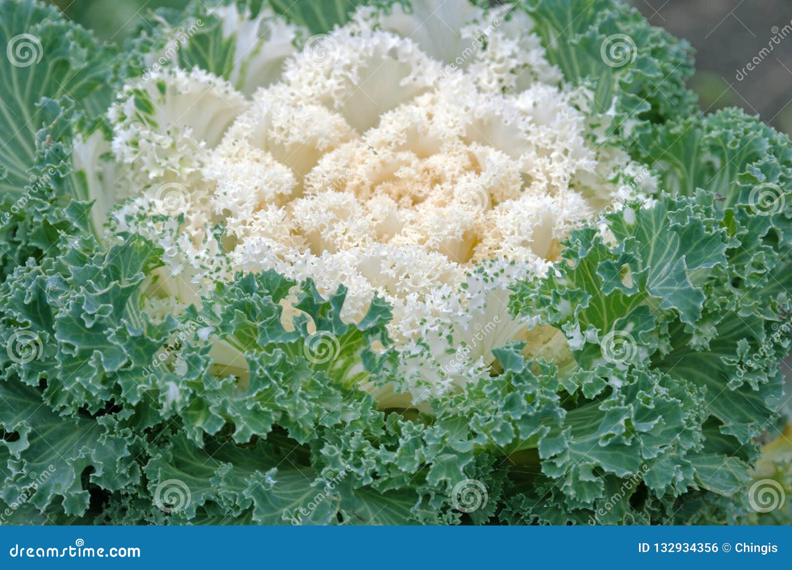 Decorative Pink Cabbage Flower Stock Photo - Image of ornamental ...