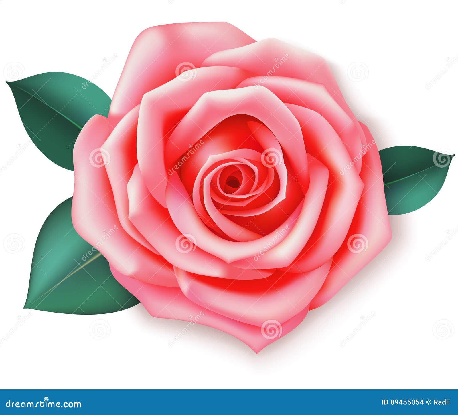 Decorative Pink Rose with Leaves. Vector Rose Isolated on White. Top ...
