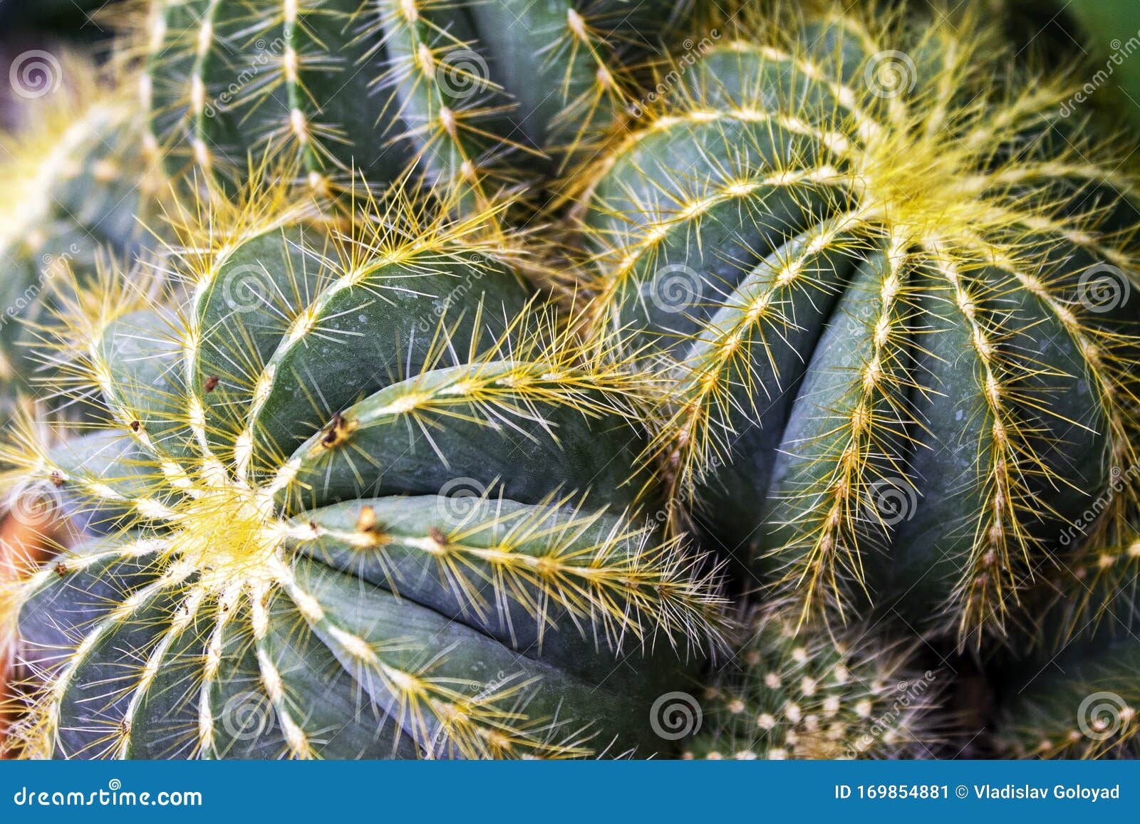 Decorative Plant Notocactus Stock Image - Image of macro, houseplant ...