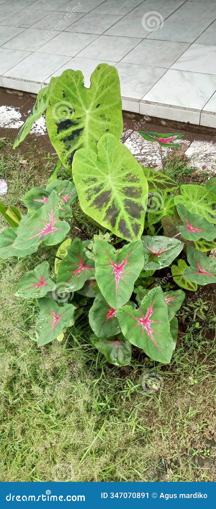 Decorative Plants in Front of the House Stock Image - Image of ...