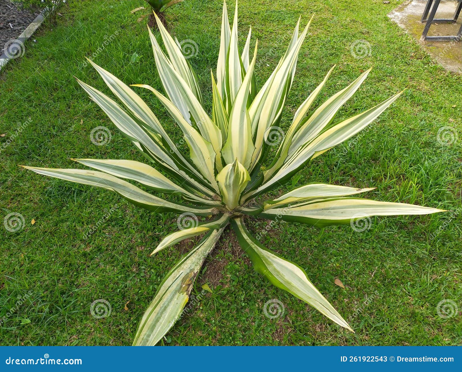 Decorative Plants in the Front Office Stock Image - Image of tree ...