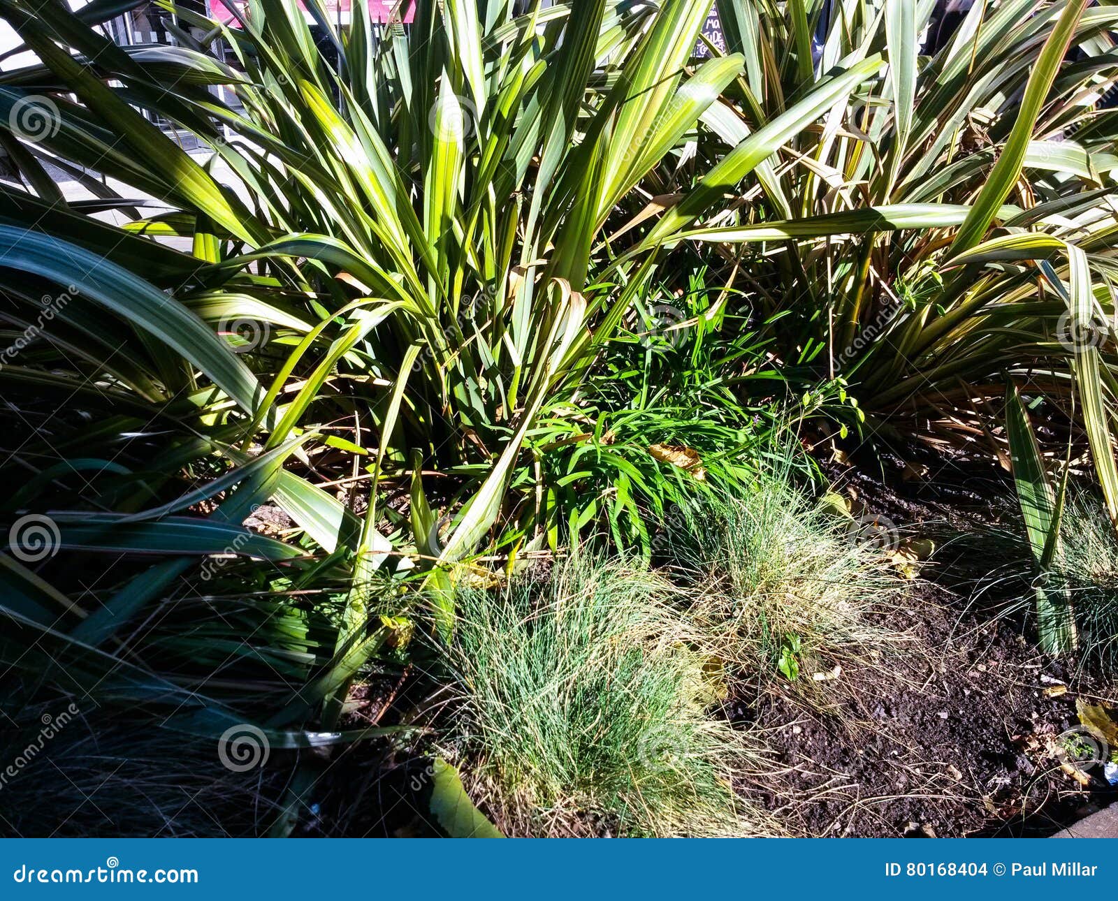 Decorative Plants with Light and Shadow Stock Photo - Image of green ...