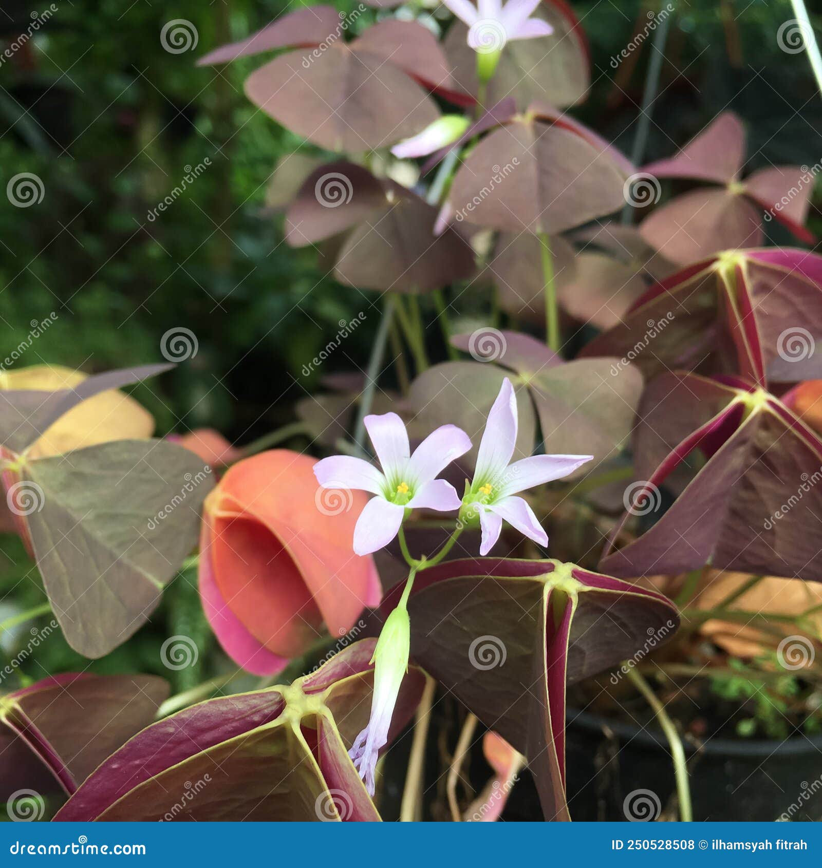 Oxalis triangularis stock photo. Image of blossom, flora - 250528508