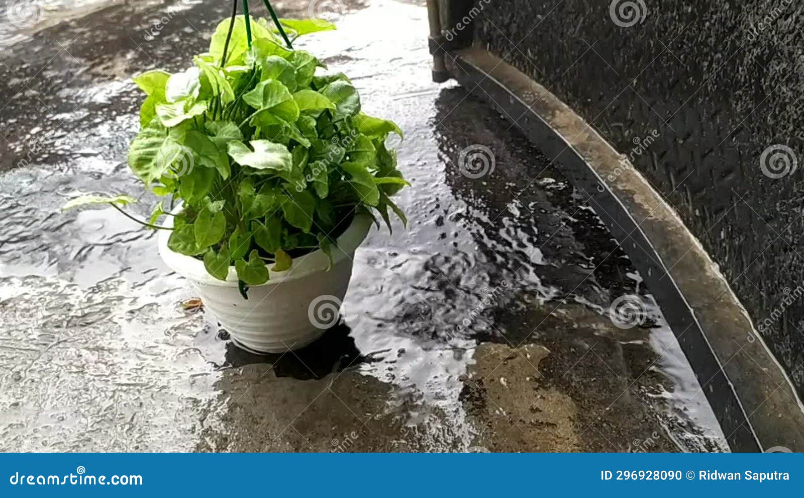 Decorative Plants Pots Drashed in Rain Stock Footage - Video of ...