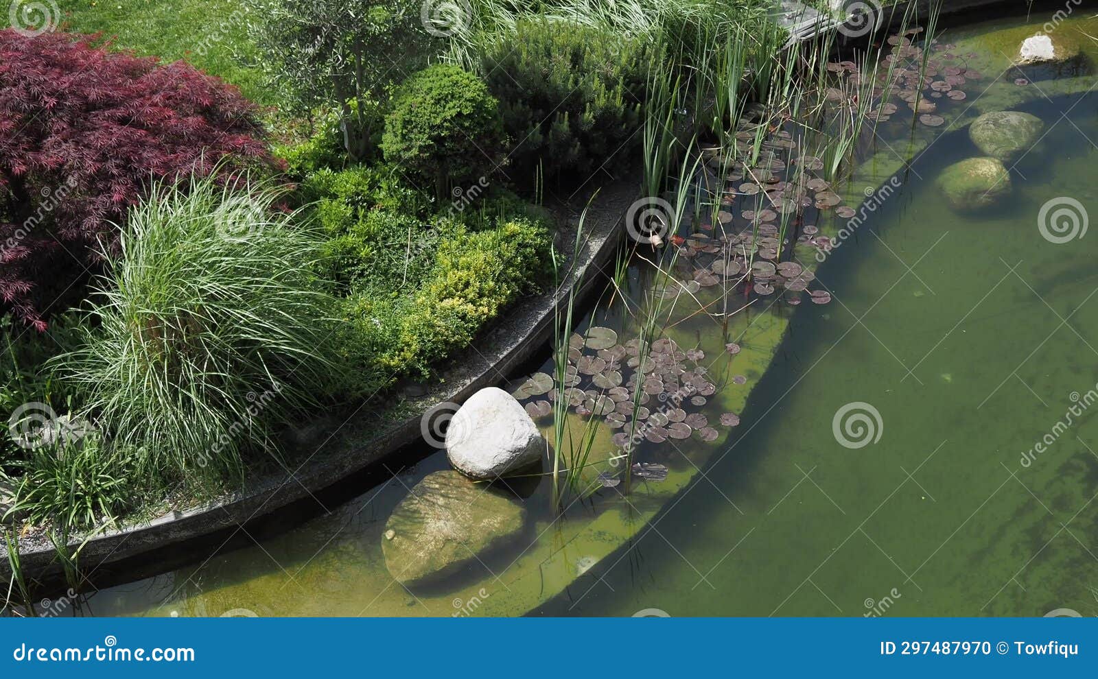 Decorative Plants in a Small Pond with Trees Around Stock Footage ...