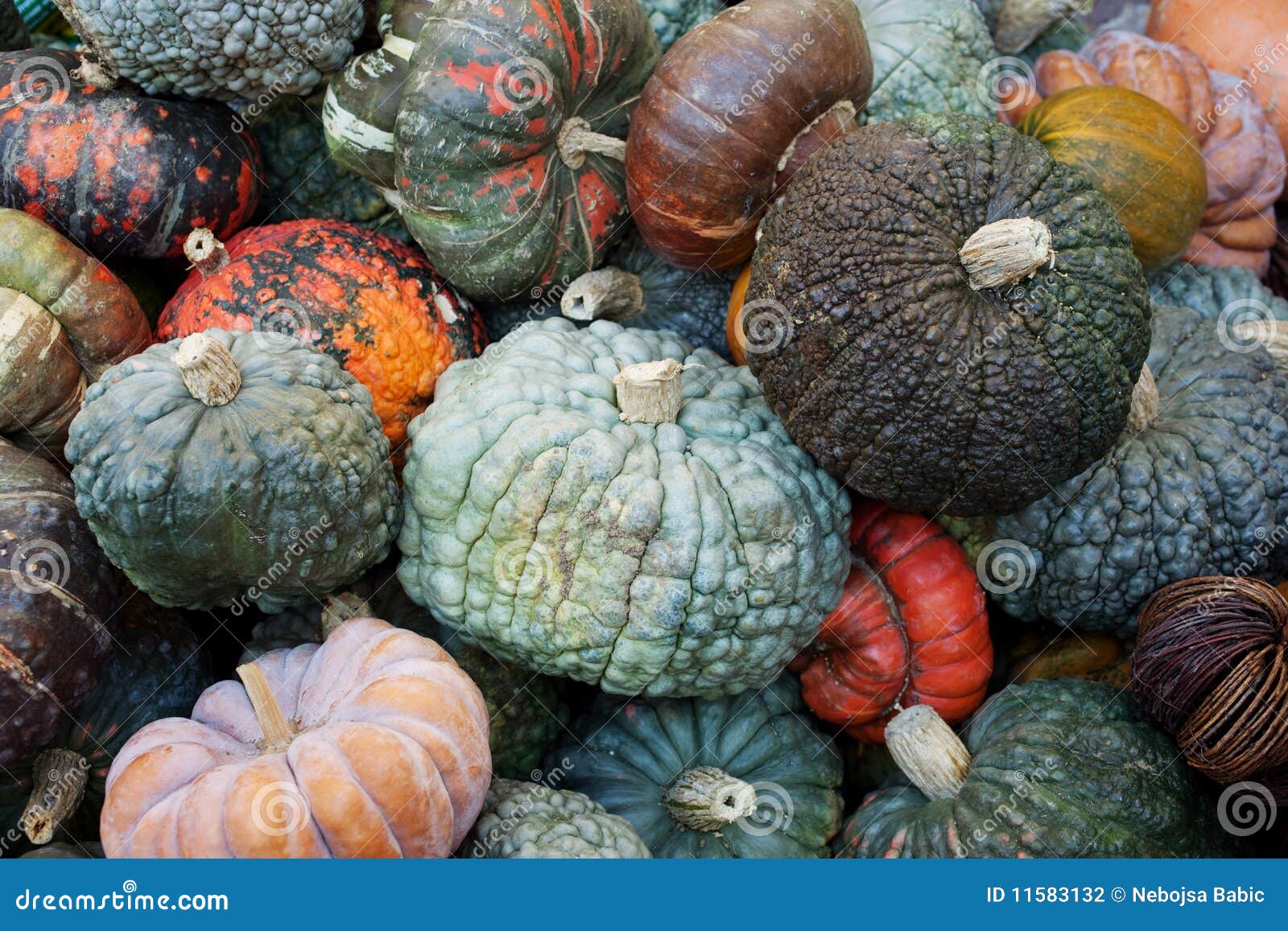Decorative pumpkins stock photo. Image of isolated, autumn - 11583132