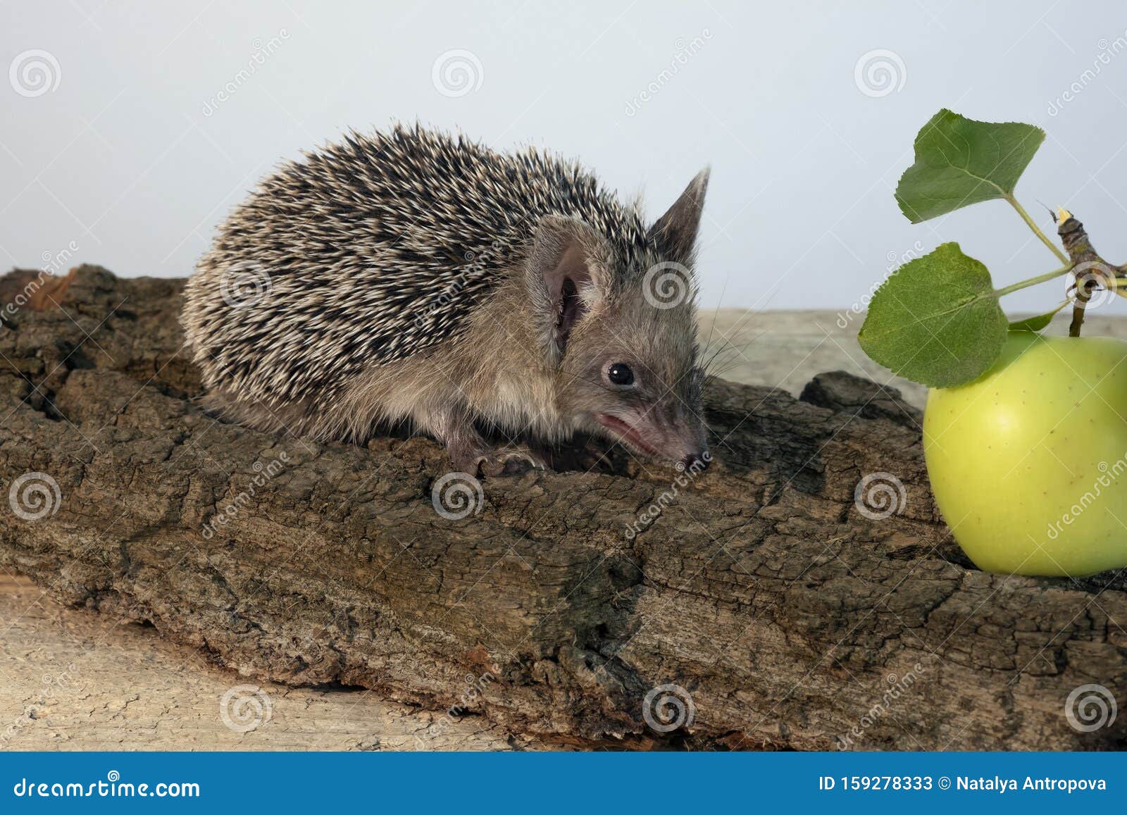 Decorative Pygmy Hedgehog with Green Apple. Prickly Hedgehog Sits on ...