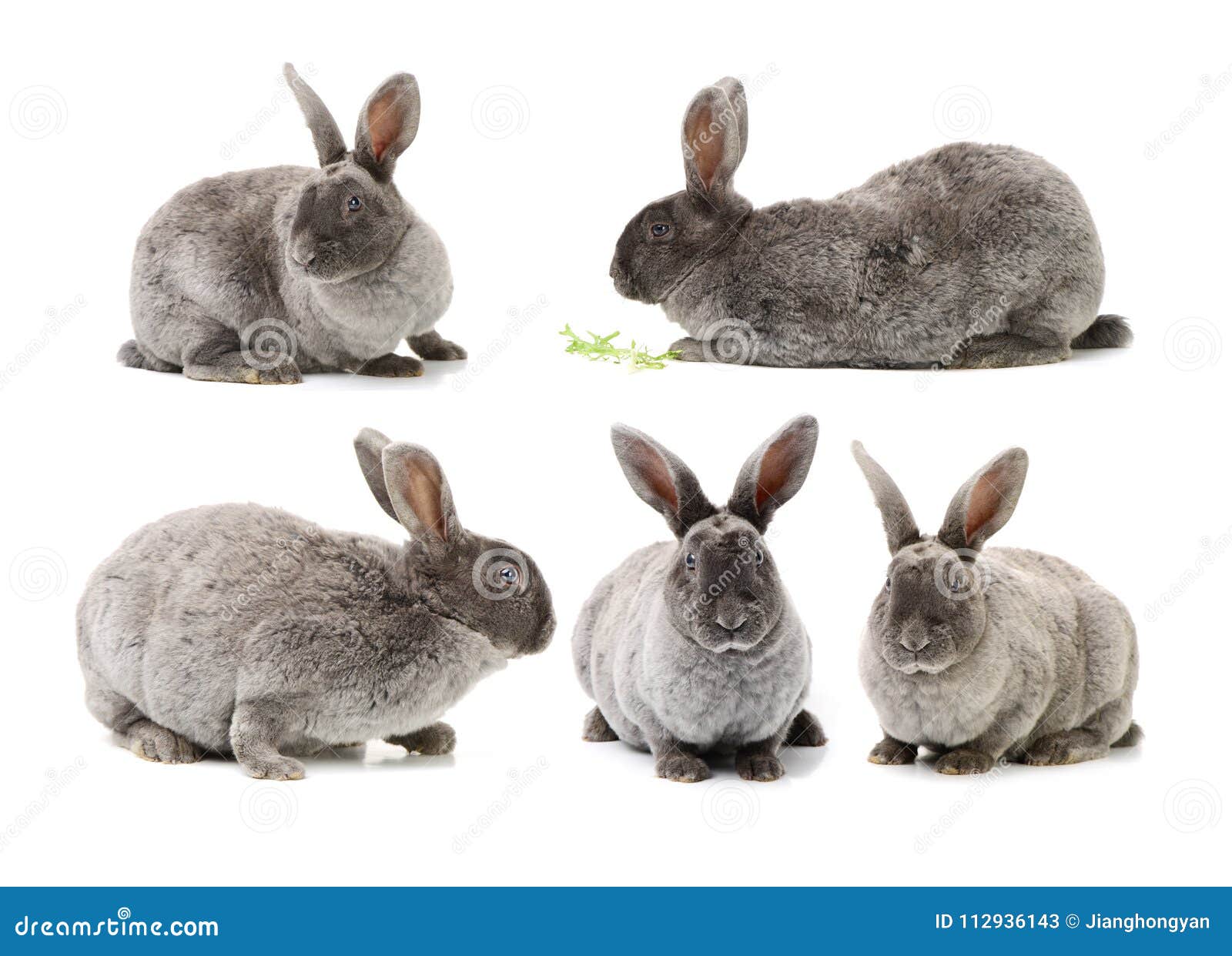 Decorative rabbit stock image. Image of furry, european - 112936143