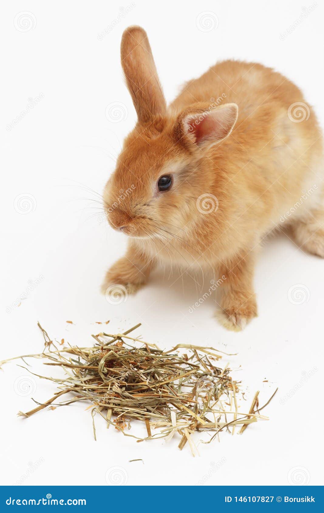 Decorative Rabbit with Hay on White Background Stock Image - Image of ...