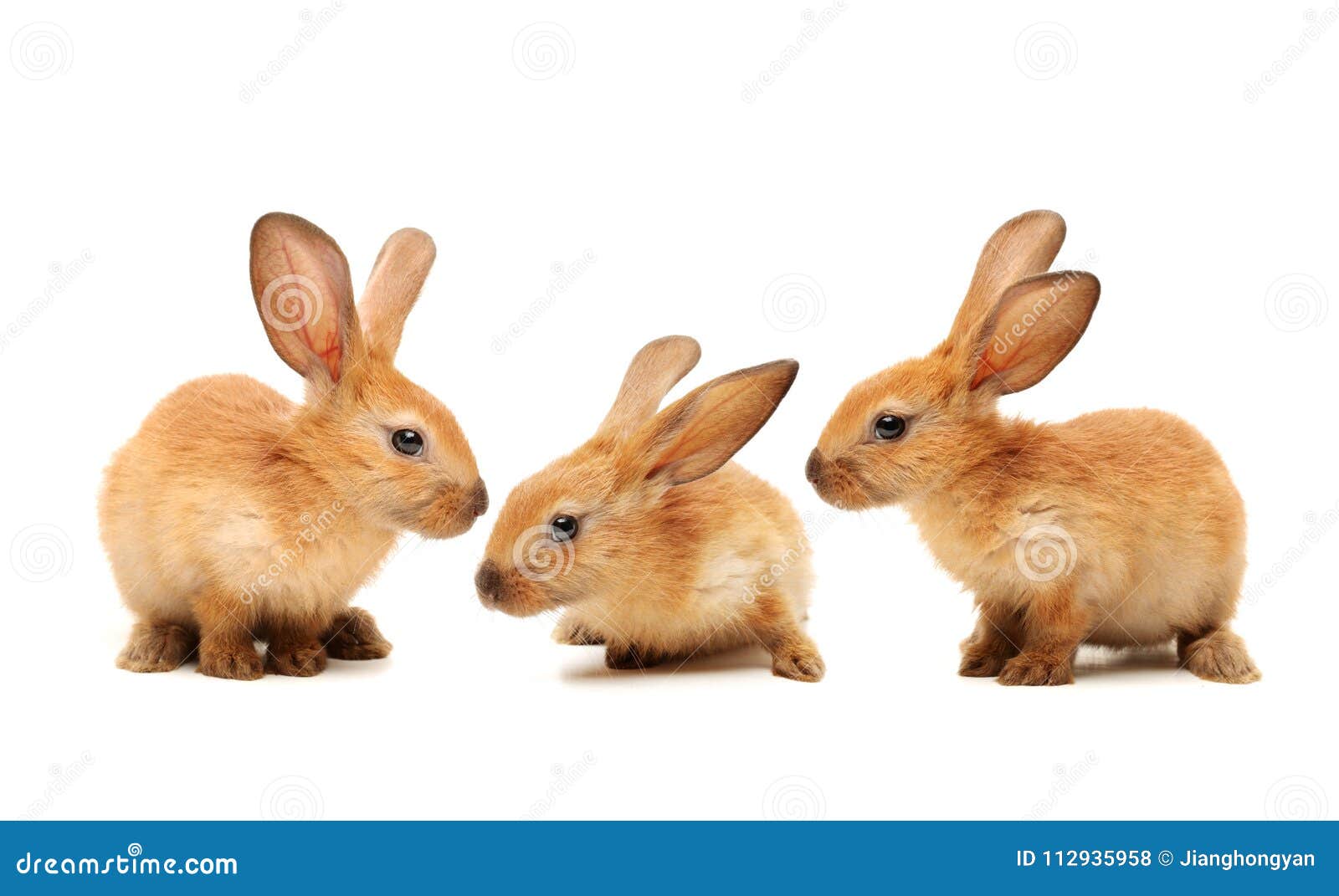 Decorative rabbit stock photo. Image of easter, fluffy - 112935958