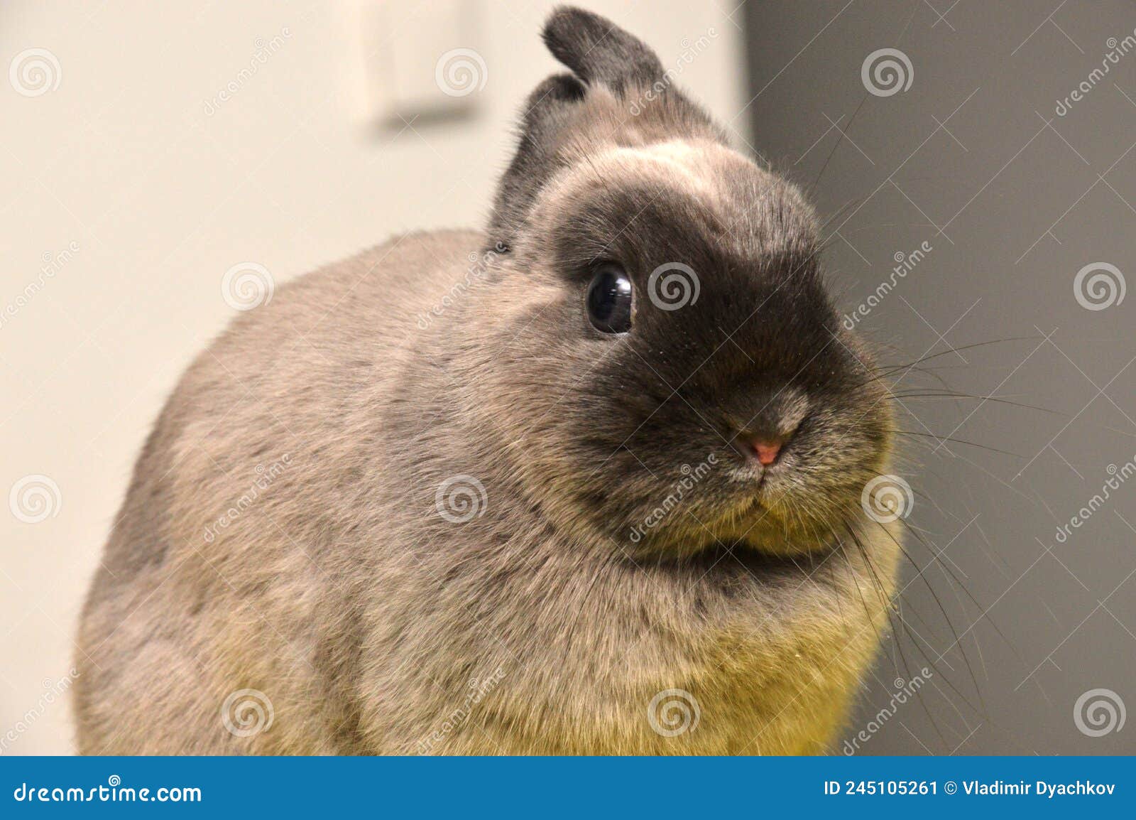 Decorative rabbits stock image. Image of hair, creature - 245105261