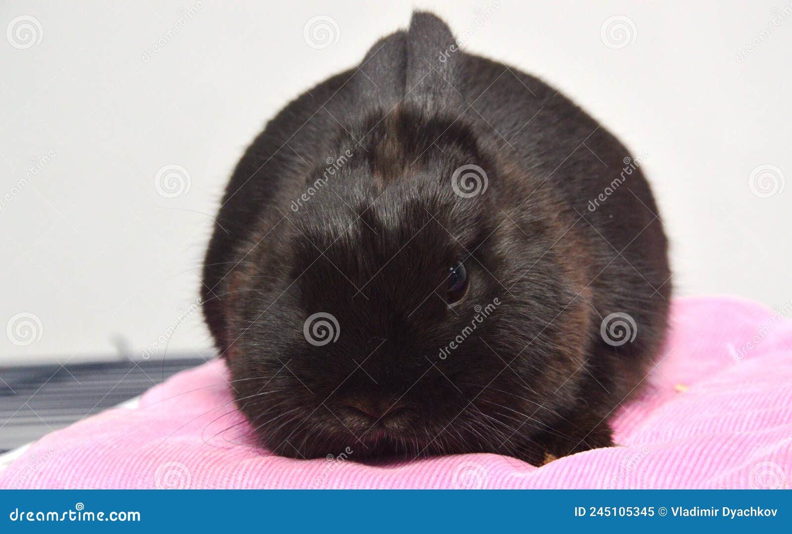 Decorative rabbits stock image. Image of heart, color - 245105345