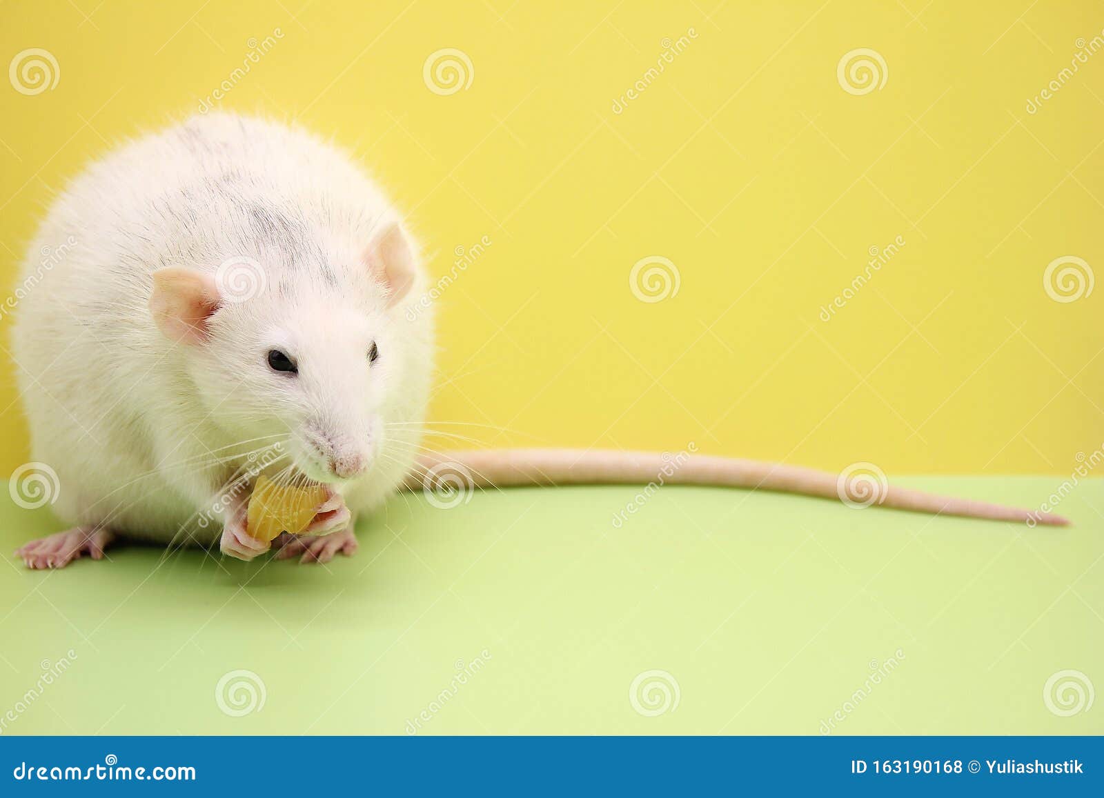 Decorative Rat is Eating the Cheese. the Rat is a Symbol of the New ...