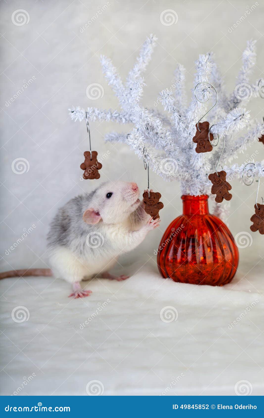 Decorative Rat Eating Chocolate Chip Cookies Stock Photo - Image of ...