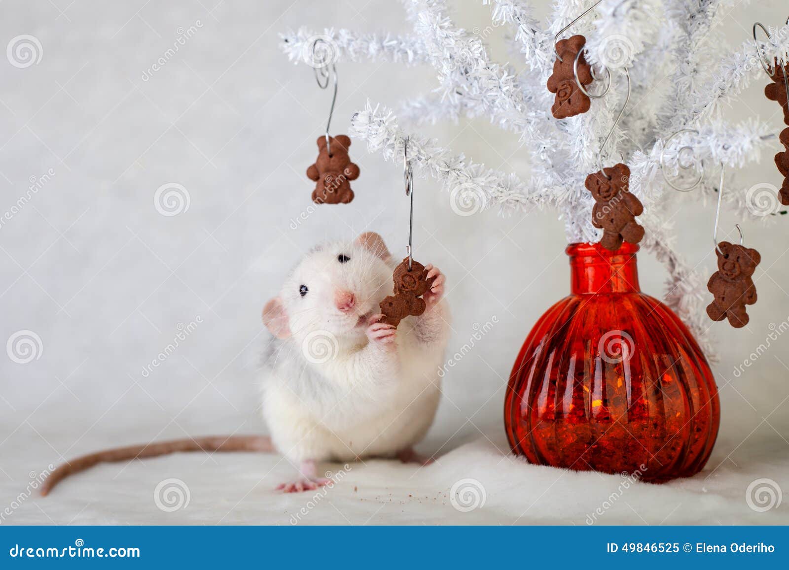 217 Rat Cookies Photos - Free & Royalty-Free Stock Photos from Dreamstime