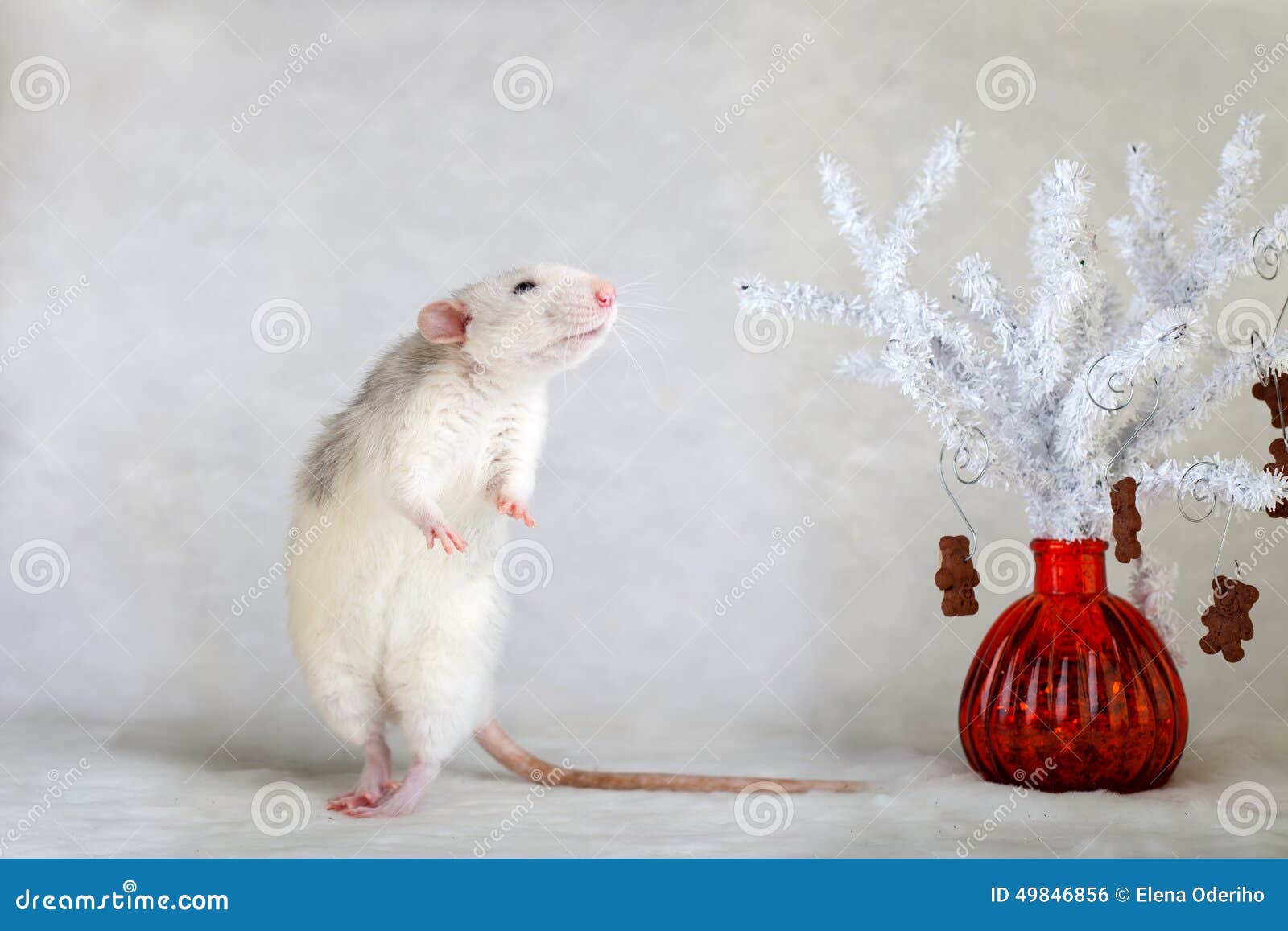 Decorative Rat Eating Chocolate Chip Cookies Stock Photo - Image of ...