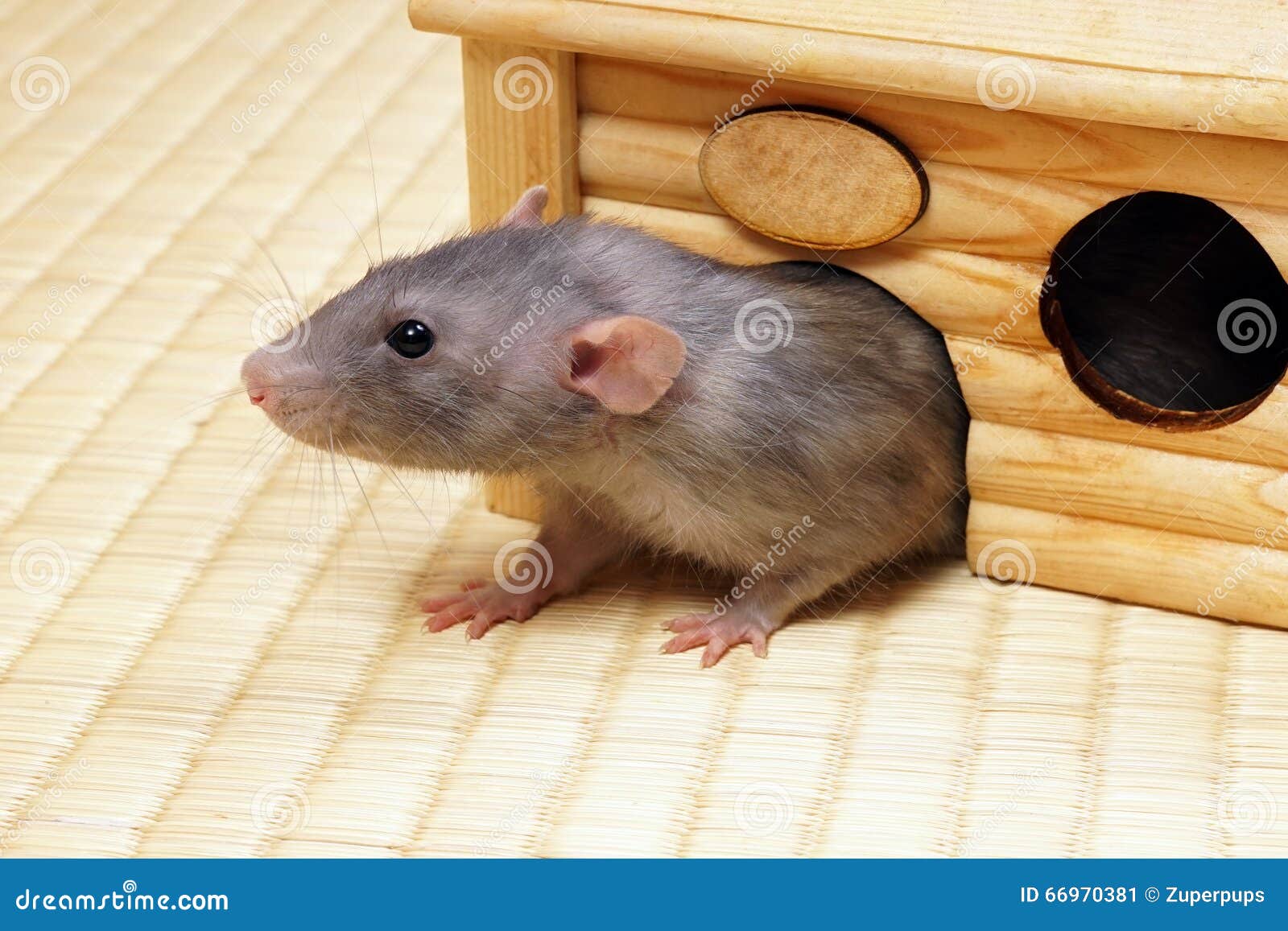 Decorative rat stock image. Image of gray, color, indoors - 66970381