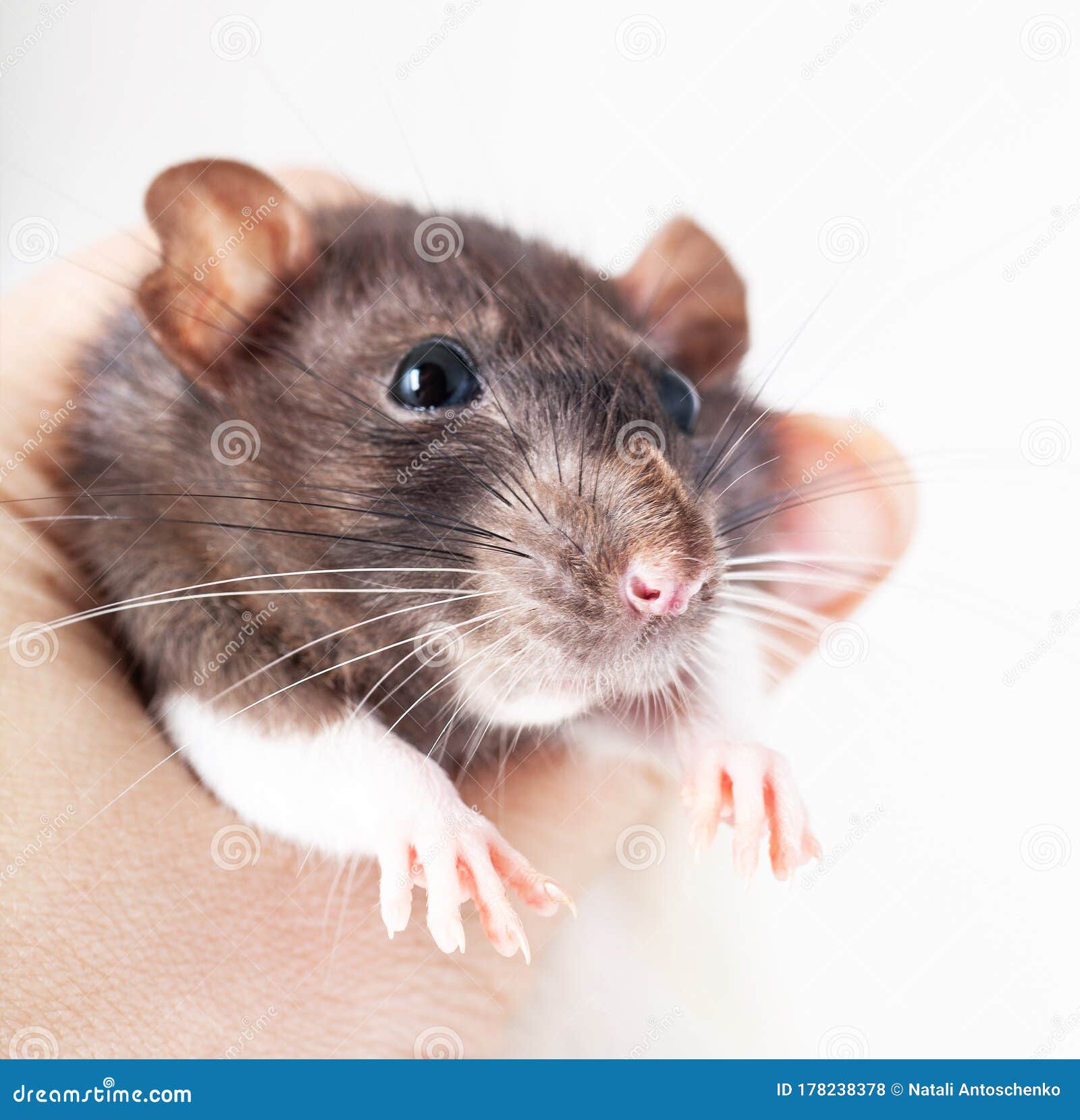 Decorative Rat in Human Hand Close-up. Isolated on a White Background ...