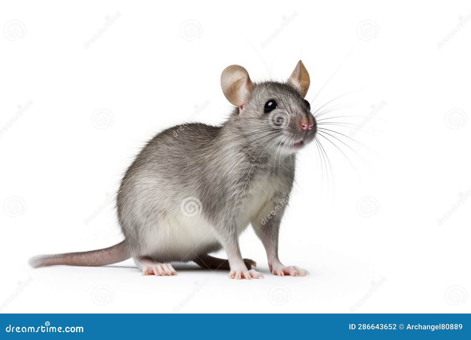 Decorative Rat on a Light Background. Generative AI Stock Illustration ...