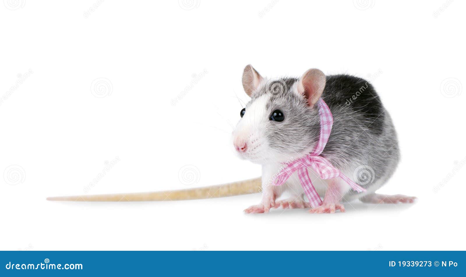 157,746 White Decorative Ribbon Stock Photos - Free & Royalty-Free ...