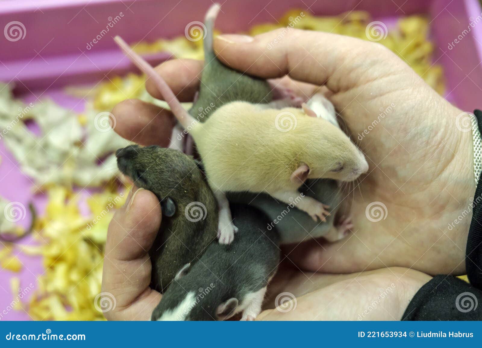 Decorative Rat Pups on Hands Close-up Stock Photo - Image of care, pest ...