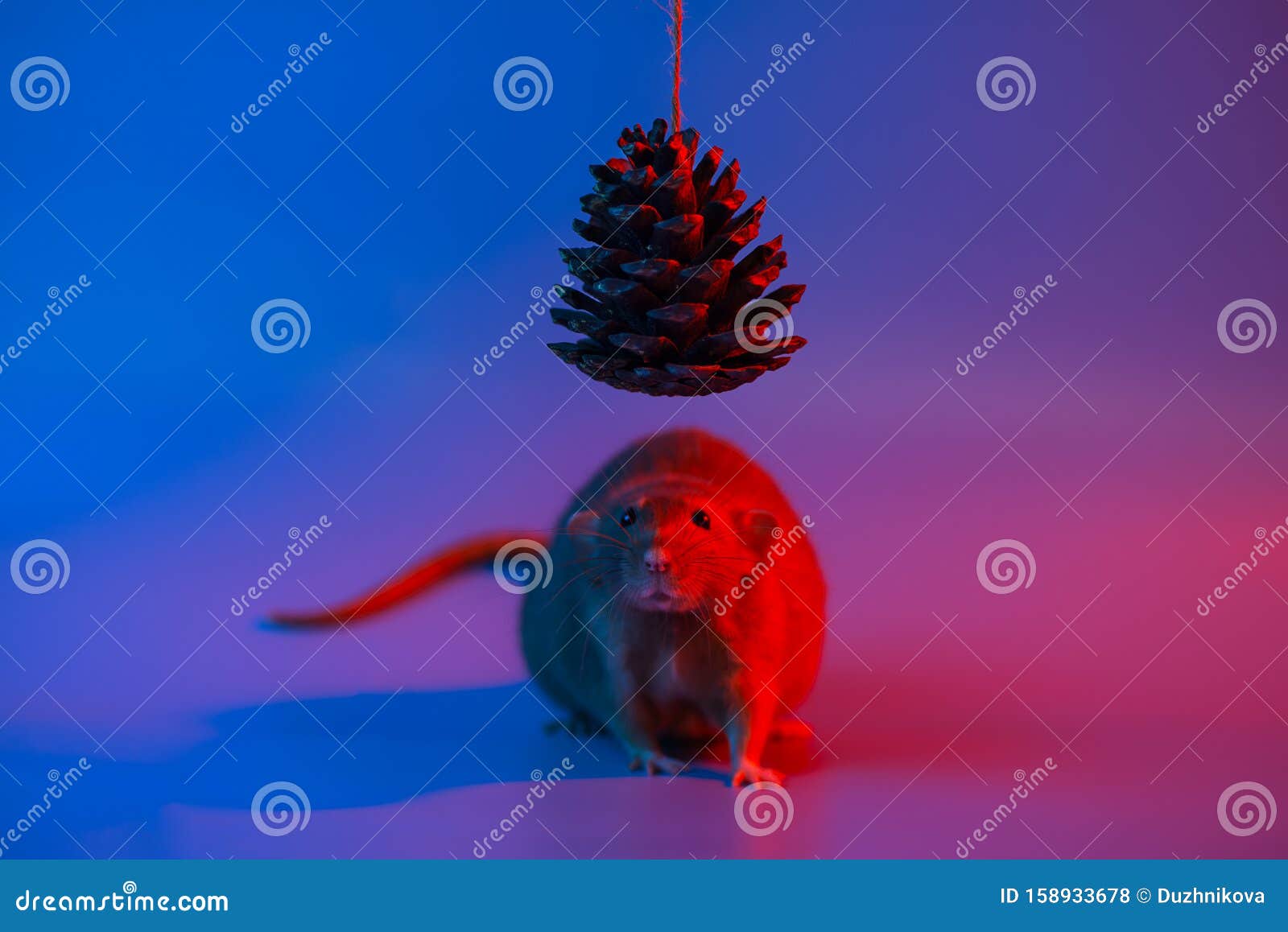 Decorative Rat Symbol of the Year and the Cone of the Christmas Tree in ...
