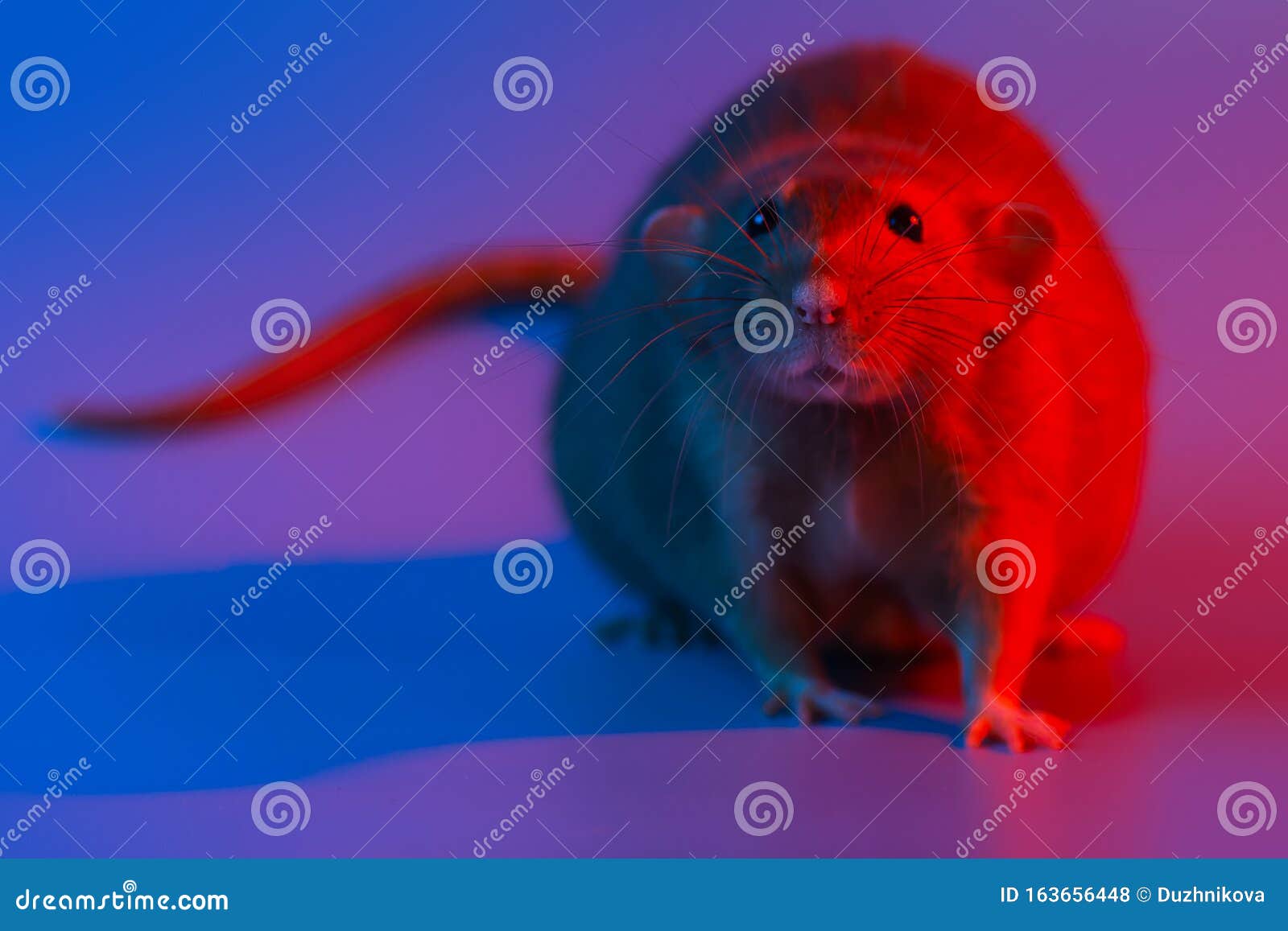 Decorative Rat Symbol of the Year and the Cone of the Christmas Tree in ...