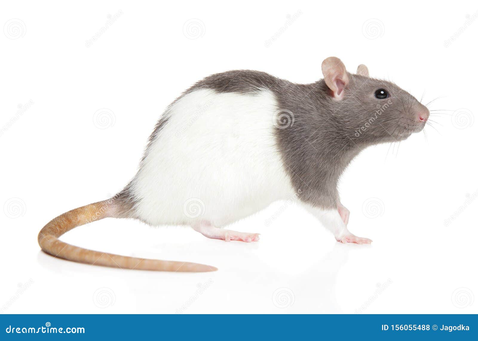 Decorative Rat on White Background Stock Photo - Image of rats, animal ...