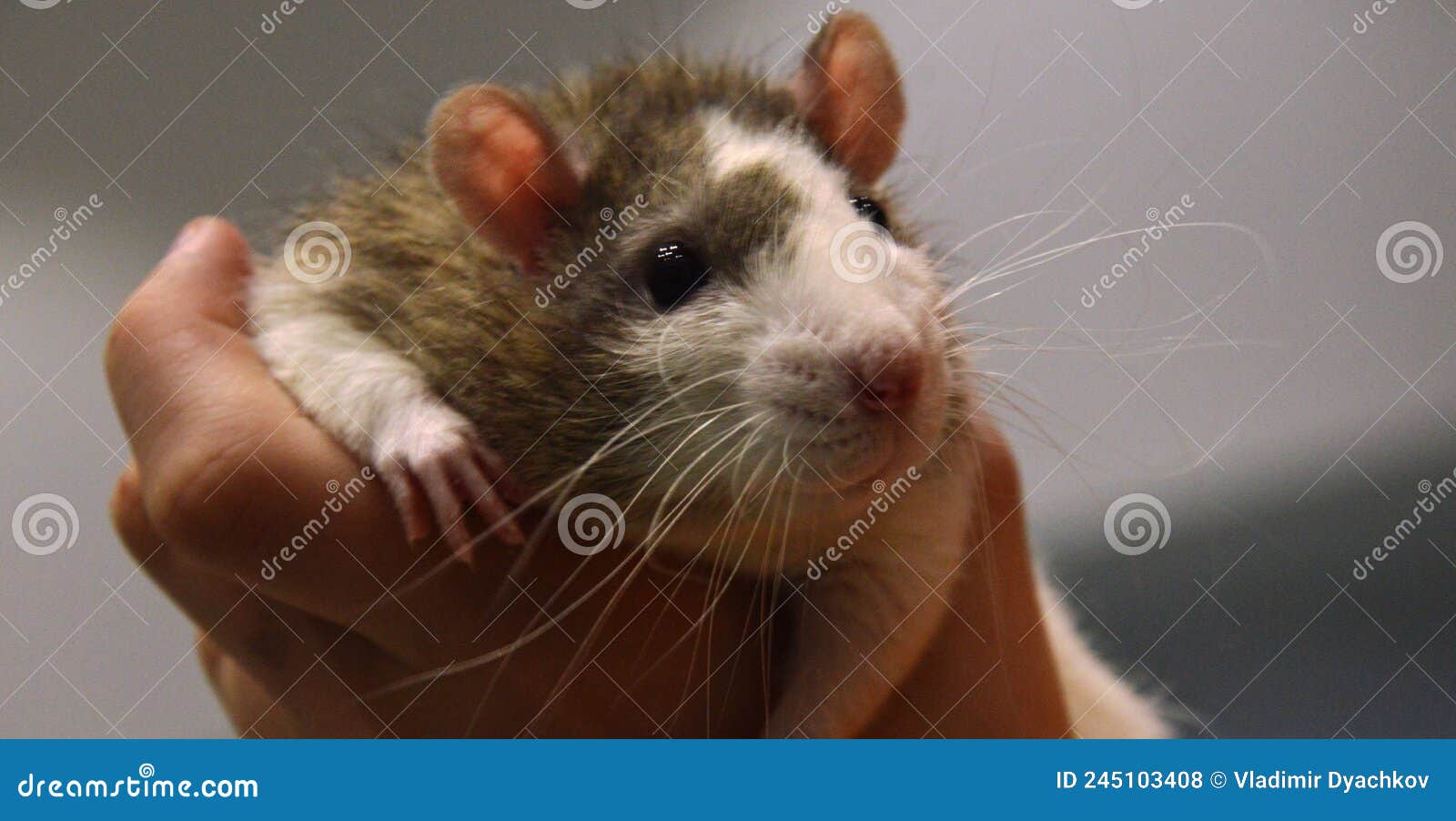 Decorative rats stock photo. Image of horizontal, looking - 245103408
