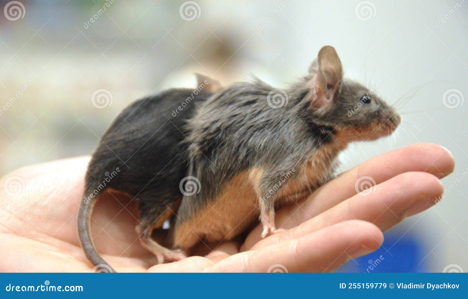 Decorative rats stock image. Image of animals, hairy - 255159779