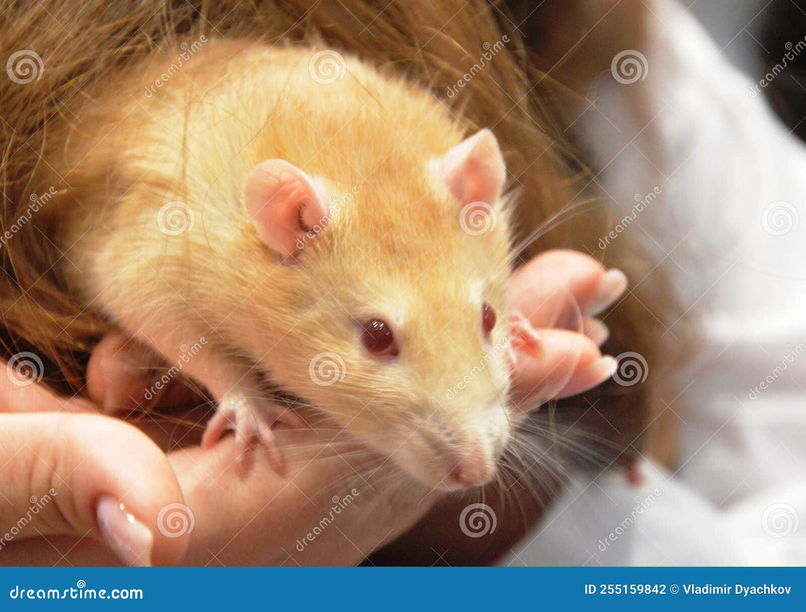 Decorative rats stock photo. Image of hairy, pretty - 255159842