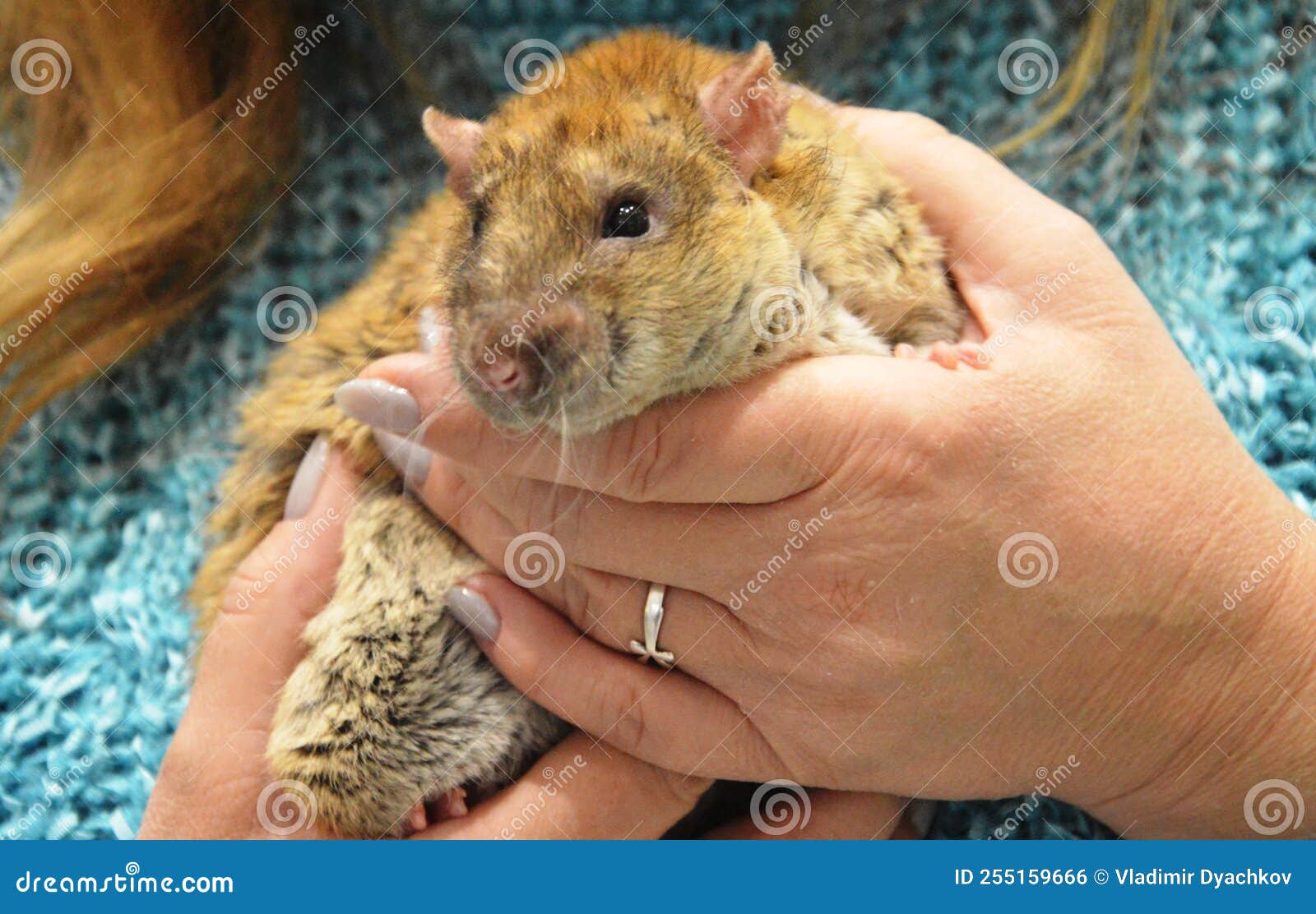 Decorative rats stock photo. Image of fluffy, event - 255159666