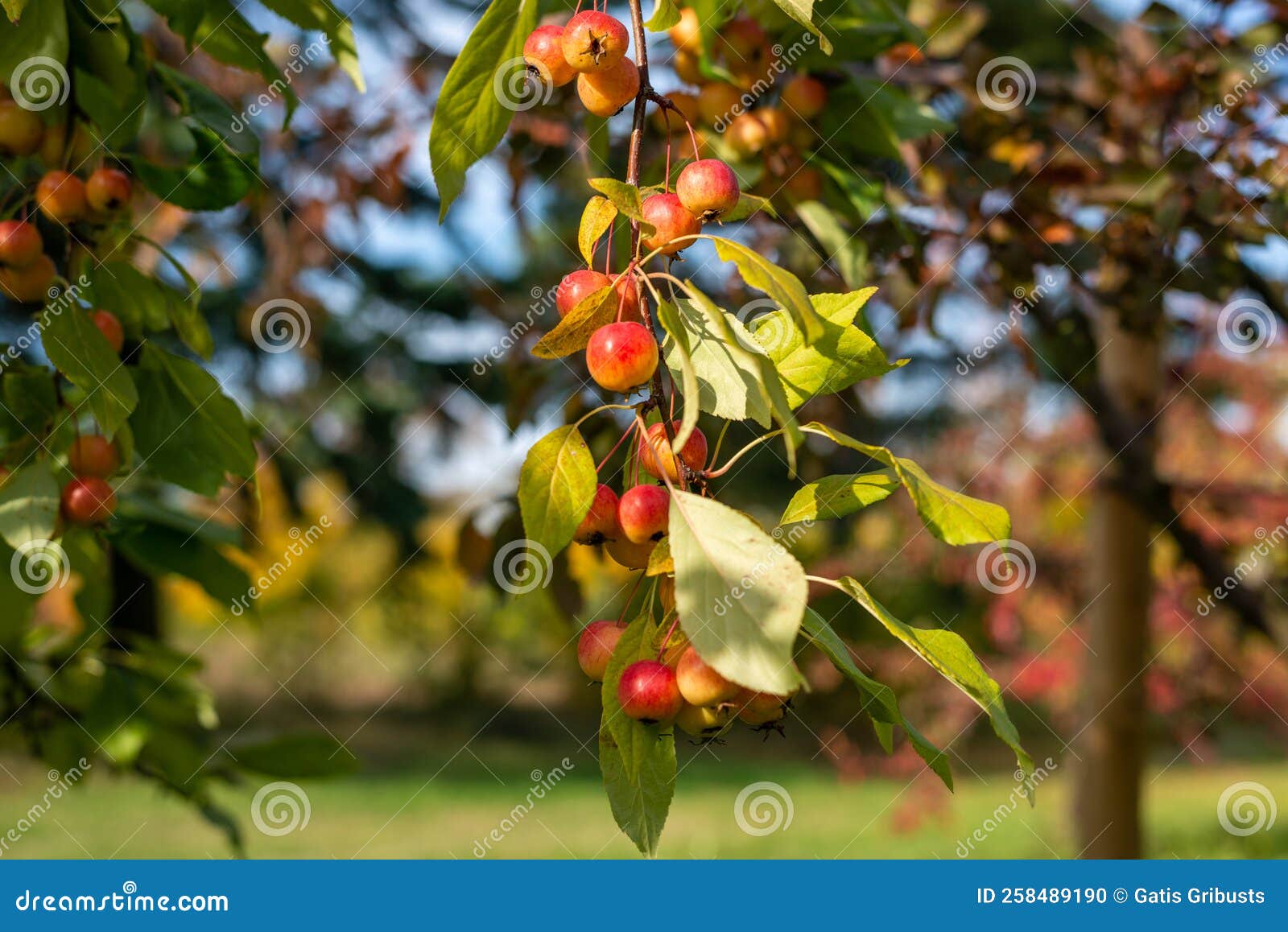 Decorative Red Apples on a Tree Stock Photo - Image of fresh, leaves ...