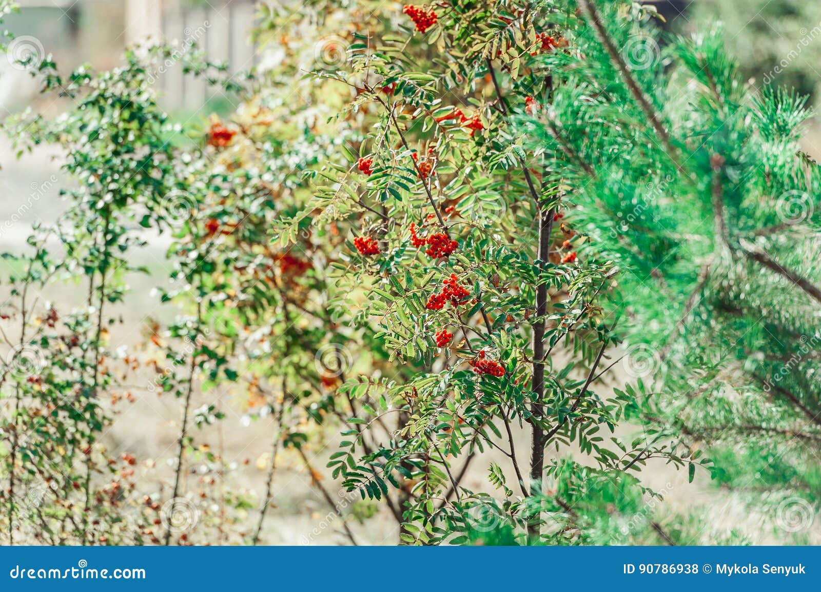 Decorative Red Berries . Fall Background with Yellow Leaves, Autumn ...