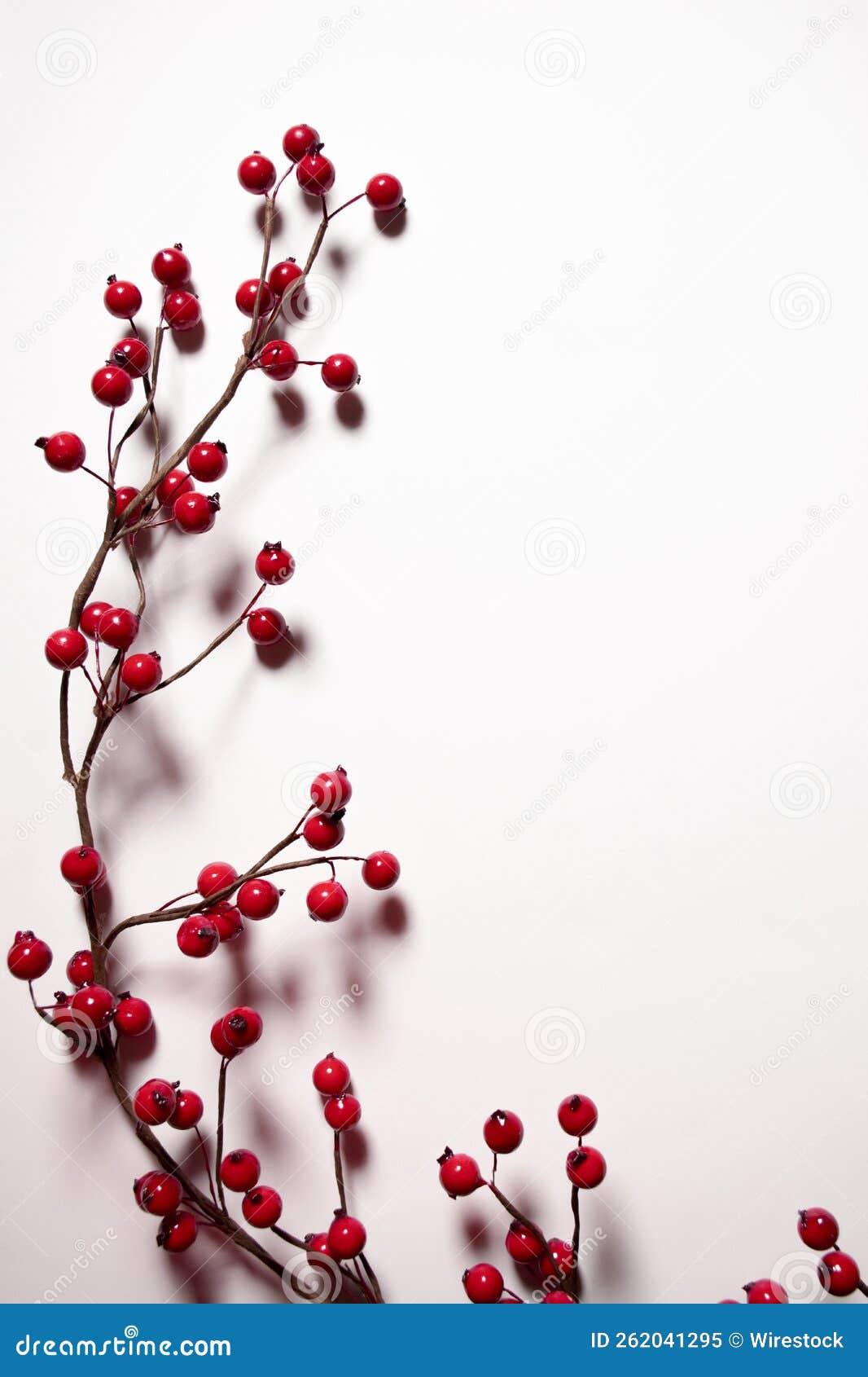 Decorative Red Berry Branches on White Background Stock Image - Image ...