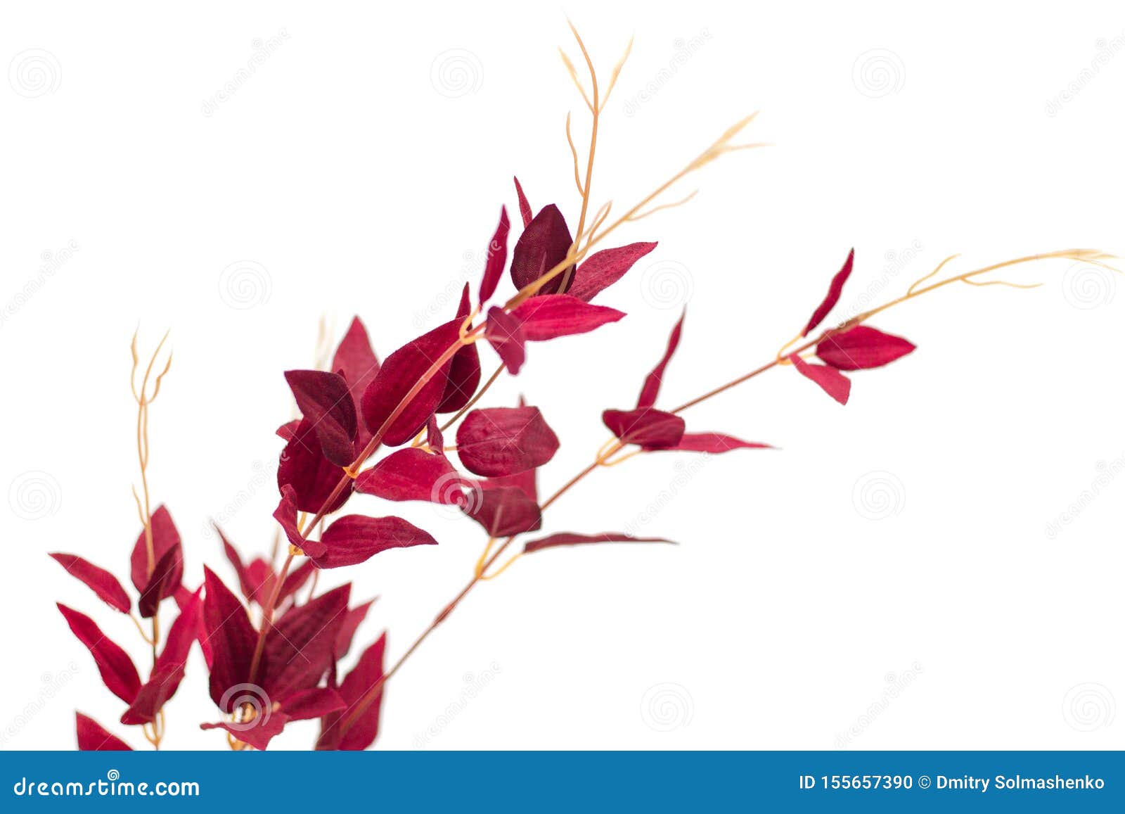 Decorative Red Branches with Leaves on a White Background Stock Photo ...