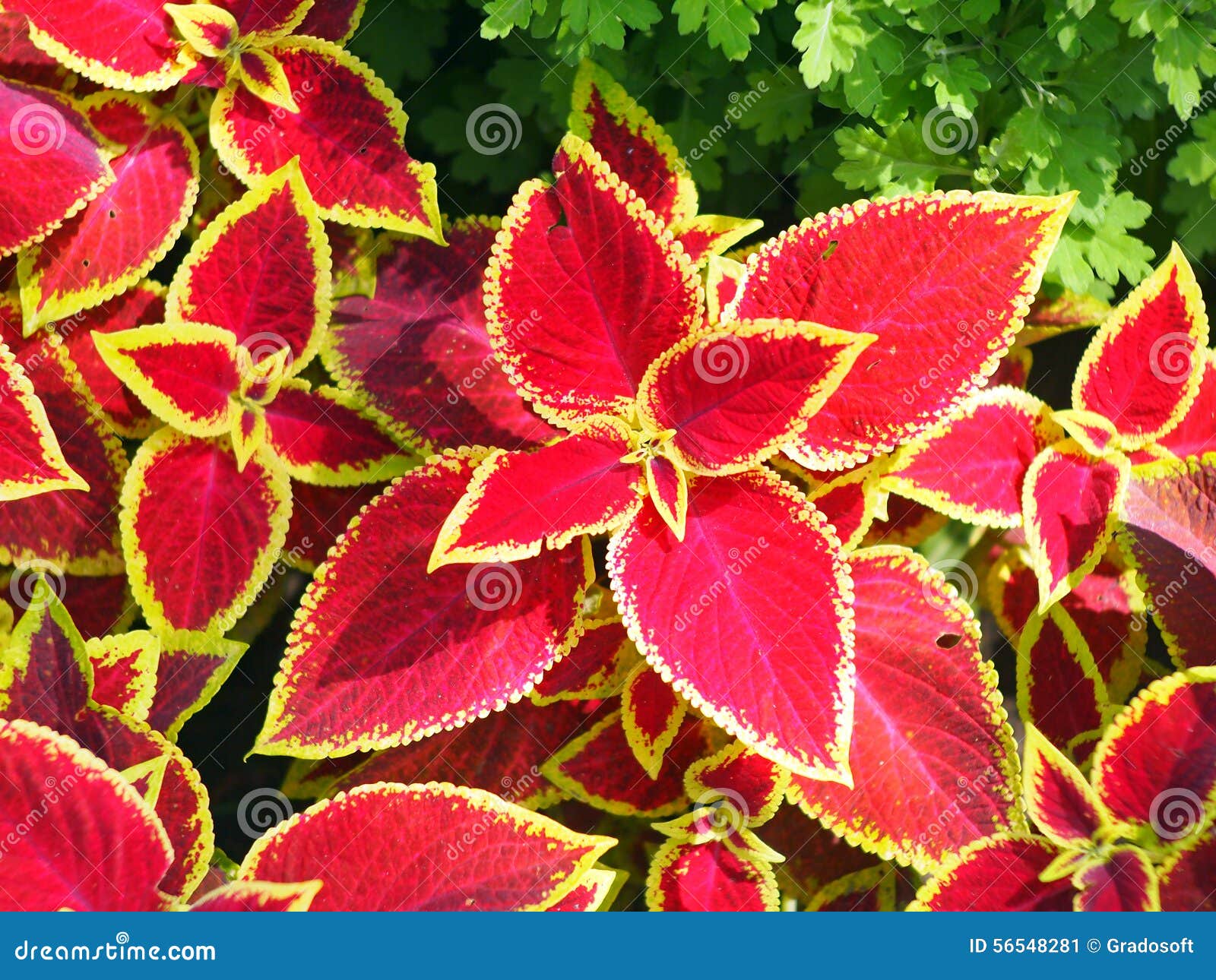 Decorative Red Coleus Closeup Stock Image - Image of flower, summer ...
